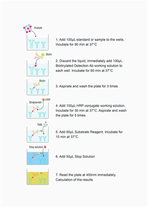 Rabbit Ifn γ Interferon Gamma Elisa Kit Elabscience®