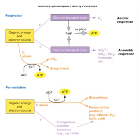 Metabolism Lecture 14 Flashcards Quizlet