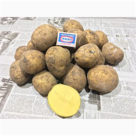 Продам товарный картофель, сорт Гала, Джувел, калибр 5 — Agro-Kazakhstan
