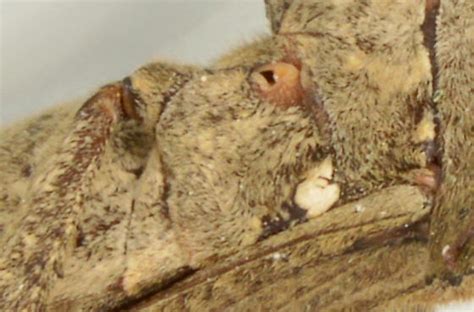 Acanthocephala Alata Bugguide Net