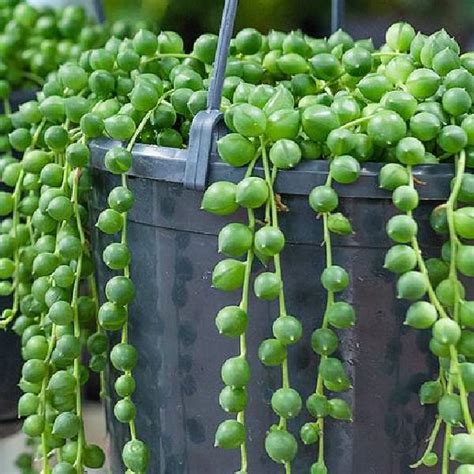 Wholesale Senecio Rowleyanus String Of Pearls Rooted Plug Liners
