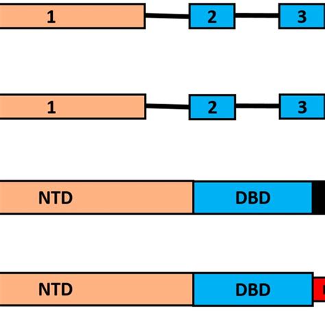Clinically Relevant Splice Variants This Figure Depicts The Gene And Download Scientific