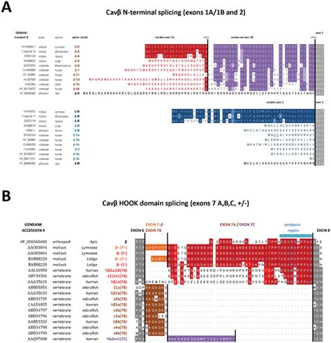 Multiple Sequence Alignments Illustrate Conserved Splicing In A The Download Scientific
