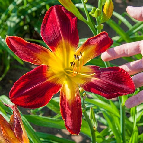 Ruby Spider Daylily Brecks Premium Bulbs