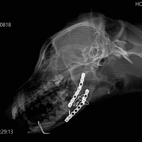 Fractura De Rama Mandibular Minervet Clínica Veterinaria