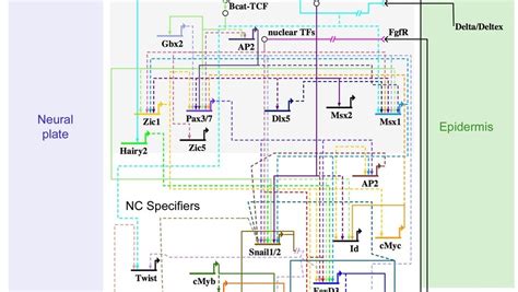 Research Bronner Lab