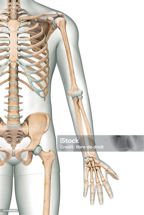 흰색 배경 3d 렌더링 그림에 고립 된 남성 신체 윤곽선이있는 인간 골격계의 팔 또는 상지 뼈의 정확한 전방 또는 정면보기 해부학 난소학 개념 뼈에 대한 스톡 사진 및 기타