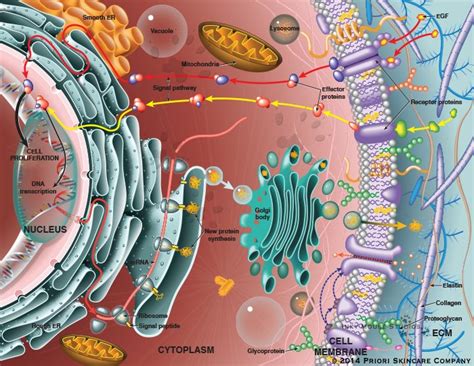 Protein Synthesis Simplified Presentation Cell Biology