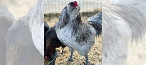 Петухи породные купить в Тольятти Животные и зоотовары Авито