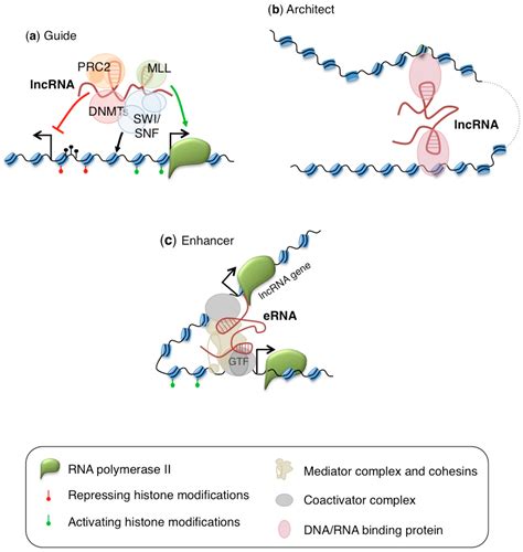Ijms Free Full Text Alteration Of Epigenetic Regulation By Long