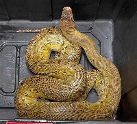 Platinum Marble Reticulated Python By In Your Face Exotix Morphmarket