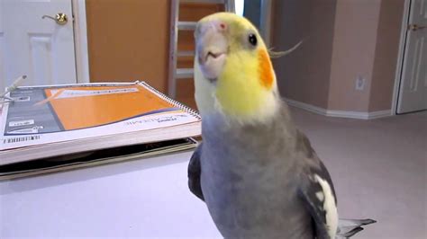 Cockatiel Sounds Youtube