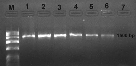 Pcr Amplification Reaction Carried Out At Standard Amplification