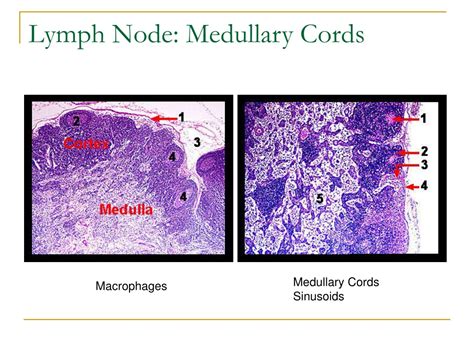 Ppt Exploring The Lymphatic System Vessels Organs And Tissues