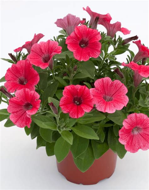 Surfinia Hot Red | No.1 Původní vlečná Petunia | Petunias, Surfinia ...