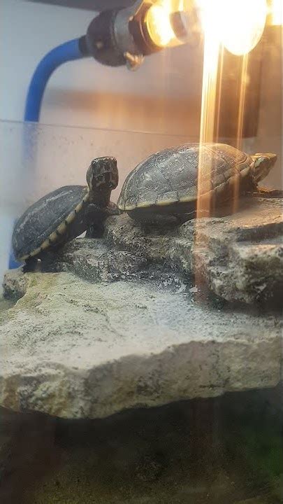 Shorts 일광욕중인 새끼꼬북이들😎 세줄머드터틀 소형거북 반수생거북이 Youtube