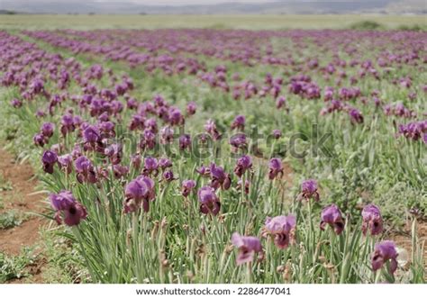 Iris Haynei Photos And Images And Pictures Shutterstock