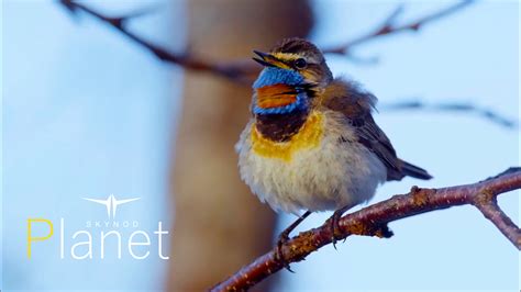 სკანდინავია მელა თეთრკუდა არწივი სამურავი ჩრდილოეთის ირმები თეთრი კაკაბი ჩიტები 🦊🦅🦡🐦🦌