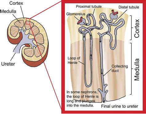Osmotic Diuresis Defined And Osmotic Diuresis Causes