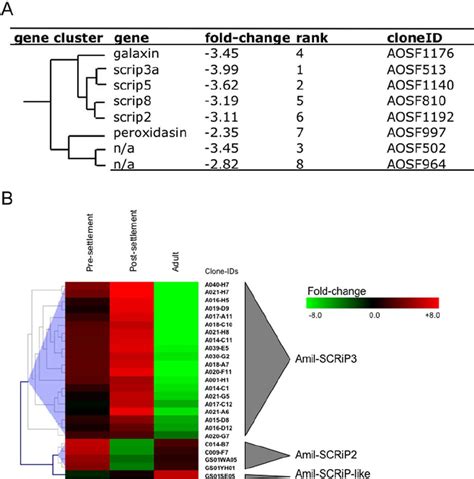 gene expression microarray data of scrips in thermally stressed
