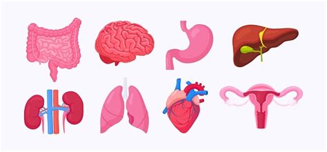 인간의 내부 장기 뇌의 해부학 창자 심장 폐 신장 담낭 위 간 여성 생식 시스템 난소 자궁 자궁 간 내부 기관에 대한 스톡 벡터 아트 및 기타 이미지 Istock