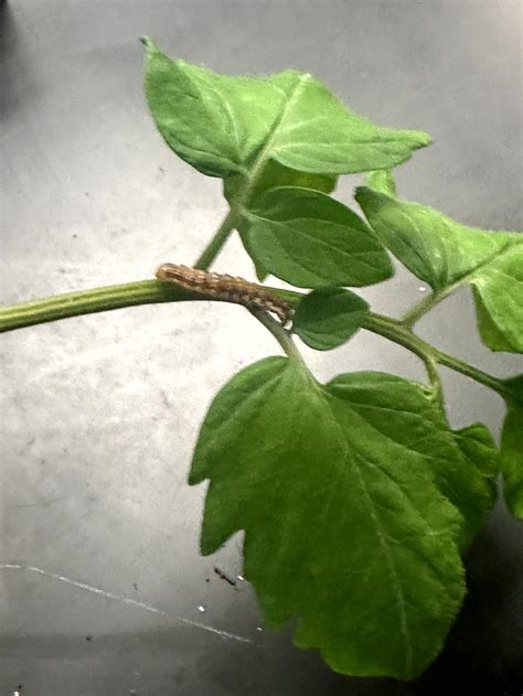 Caterpillar Object Detection Dataset And Pre Trained Model By