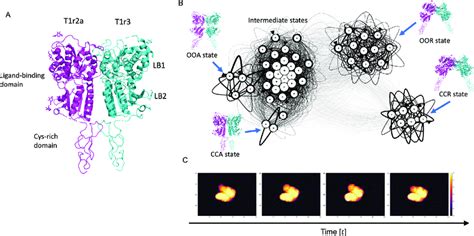 Structure Of The Taste Receptor And Its Markov State Model Msm A Download Scientific