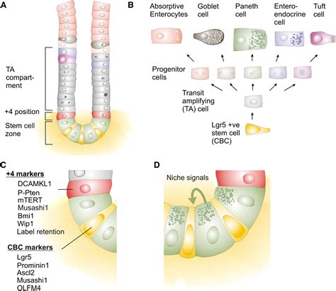 Tissue Resident Adult Stem Cell Populations Of Rapidly Self Renewing