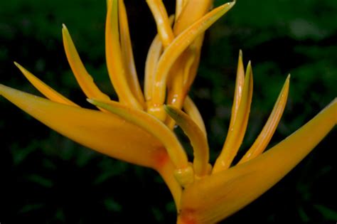 노란색 랍스터 발톱 식물 흐린 녹색 배경 근접 촬영 세부 사항 헬리코니아에 대한 스톡 사진 및 기타 이미지 헬리코니아 0명 계절 Istock