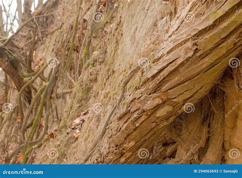Roots Of Trees Growing On The Slope Of A Loess Gorge Stock Image Image Of Bedrock Slope