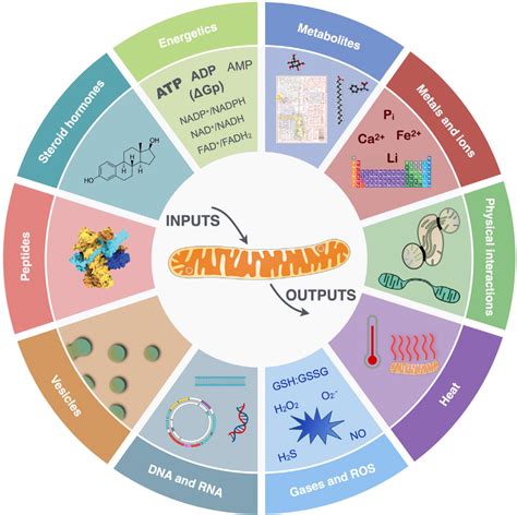 Figure 1 From Mitochondrial Signal Transduction Semantic Scholar