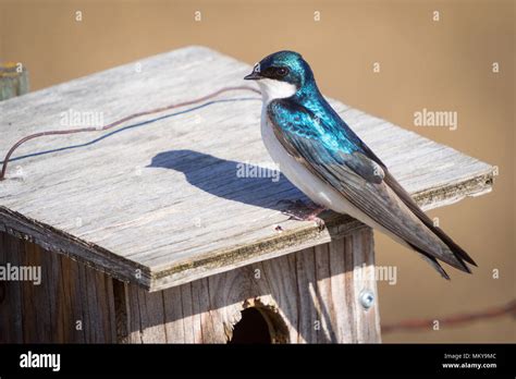 Bird On Birdhouse High Resolution Stock Photography And Images Alamy