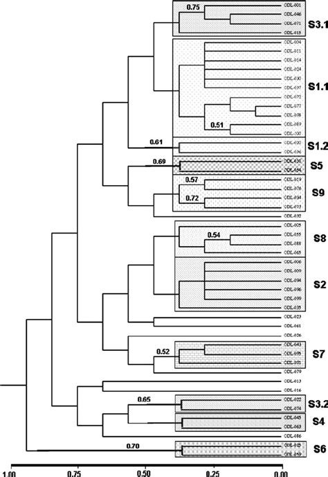 Dendrogram Showing The Genetic Relatedness Among 50 Independent C Download Scientific Diagram