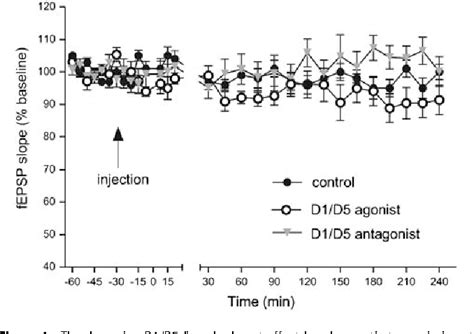 Figure 1 From Dopamine D1d5 Receptors Contribute To De Novo Hippocampal Ltd Mediated By Novel