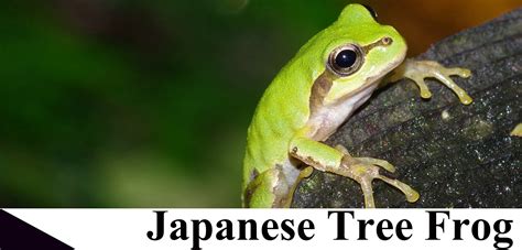 Index Ture Japan Nature And Culture Photographs Of Japan Index Ture Japan Nature And Culture Photographs Of Japan