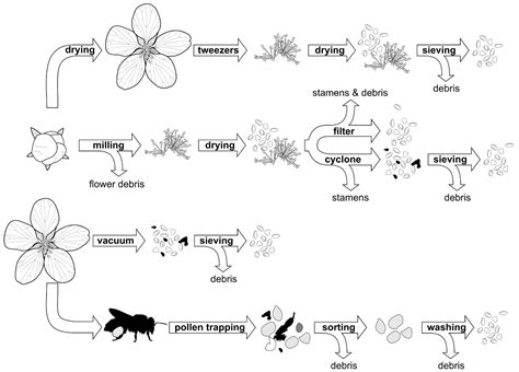 Plant Pollination Process