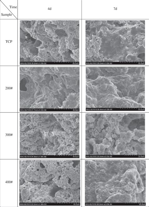 Cell Adhesion Sem Morphology Analysis Download Scientific Diagram