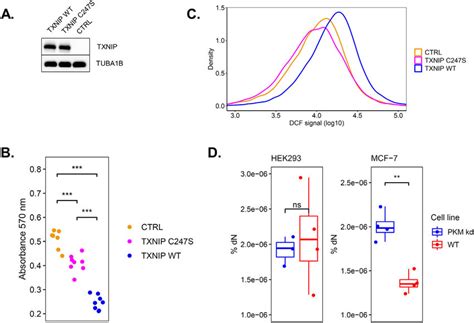 Redox Function Of Txnip Inhibits Cell Proliferation And Can Affect Dna Download Scientific