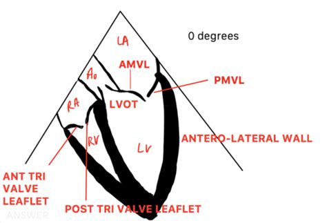 Tee Views Me 5 Ch View Flashcards Quizlet