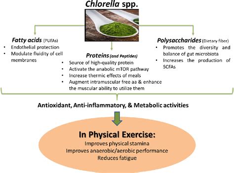 Figure 1 From Bioactivity Of Macronutrients From Chlorella In Physical Exercise Semantic Scholar