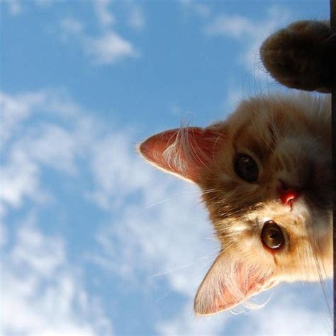 猫咪 高清图片堆糖美图壁纸兴趣社区