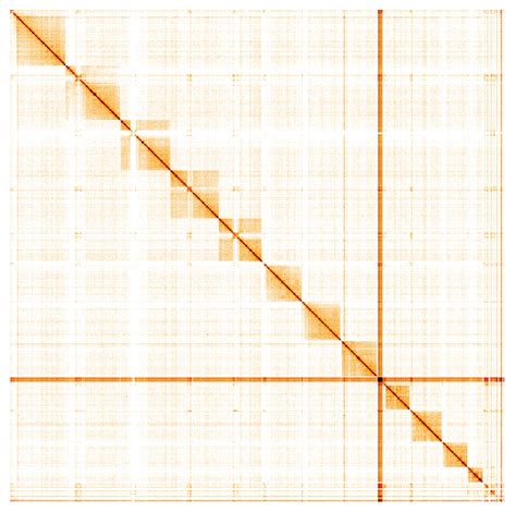 Genome Assembly Of Amblyteles Armatorius Iyambarma2 1 Hi C Contact Download Scientific