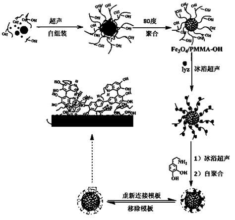Superparamagnetism Composite Nanosphere With Protein Molecular Imprinting As Well As Preparation