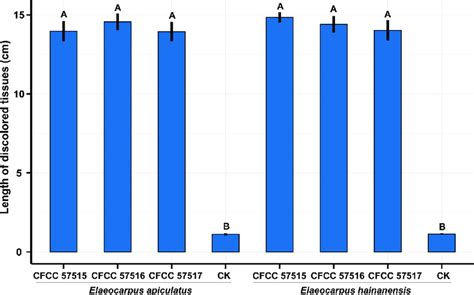 Histogram Of Lesion Lengths Resulting From Inoculation On Elaeocarpus Download Scientific