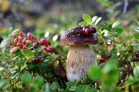 Premium Photo Mushoom Makro