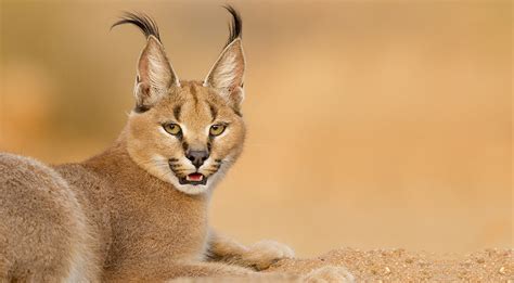 Caracal Maak Kennis Met De Woestijnlynx Wildlife Spotten