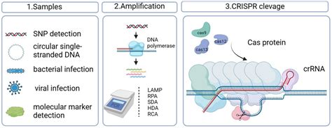 Nucleic Acid Amplification Techniques Dna Amplification Frontiers