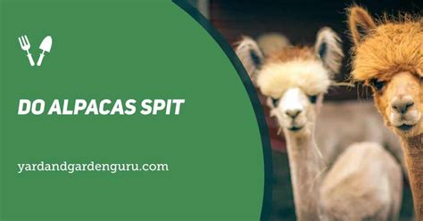 Alpaca Behavior Explained Discover Why Alpacas Spit