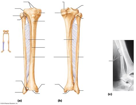 Ch 7 Tibia Fibula Diagram Diagram Quizlet