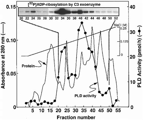 Mono Q Column Chromatography Of The Pld Activating Factor Of Bovine